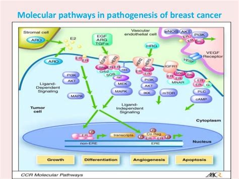 Molecular Biology Of Breast Cancer And
