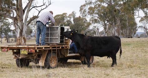 Understanding Angus Selection Indexes Angus Australia