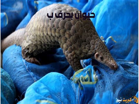 اسم بلد بحرف الشين اسماء بلاد بحرف ش كبريت نيوز