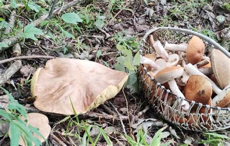 Kėdainietės Radybos Milžiniškas Baravykas Rinkosaikste Lt