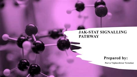 Jakstat Signaling Pathway Cellular And Molecular Pharmacology Pptx