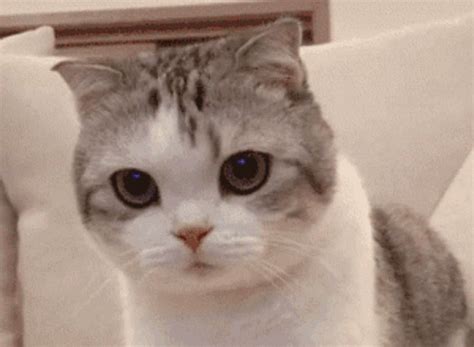 Cat Kitty Gif Cat Kitty Kitten Discover Share Gifs
