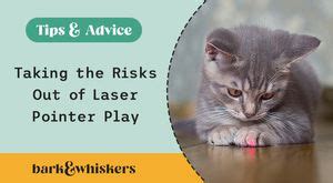 Taking The Risks Out Of Laser Pointer Play For Cats