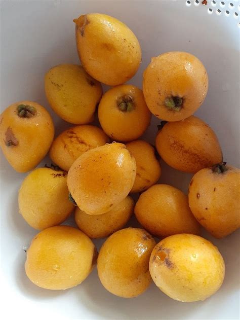 비파열매 효능 먹는법 비파 과일 맛 부작용 네이버 블로그