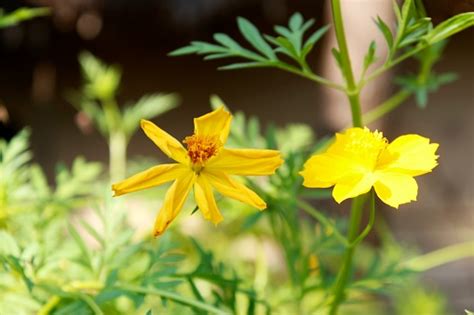 꽃의 아름다움입니다 노란 코스모스 절연 여름 꽃 꽃 공간을 복사 합니다 원래와 그 재배 오렌지 노란색과 빨간색의 그늘에 나타납니다 인도 Odisha 0명에 대한 스톡 사진