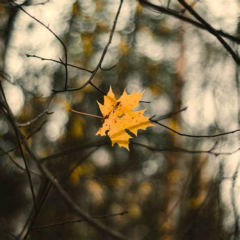 Ambre Saba A Perfume Sun Fragrance Reviews