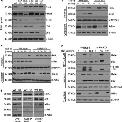 C Rel Represses Rela Dna Binding And Transactivation In Vivo Download