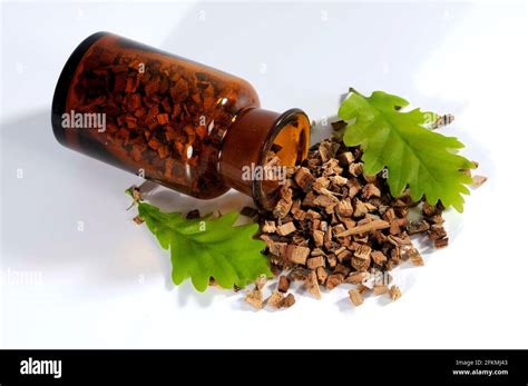 English Oak Quercus Robur Bark Oak Bark Bottle Stock Photo Alamy