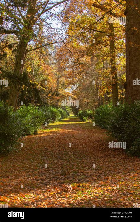 Autumn Trees In Colour Stock Photo Alamy