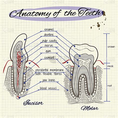 人类牙齿的结构
