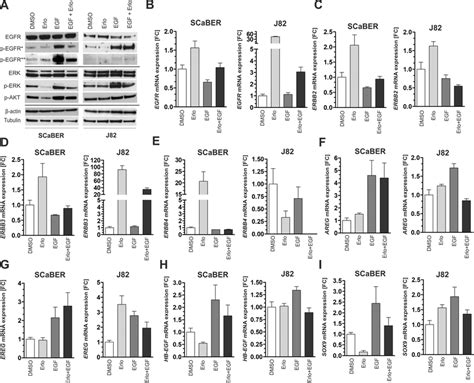 Erbb Signaling In Scaber And J82 Bladder Cancer Cells Upon Tki