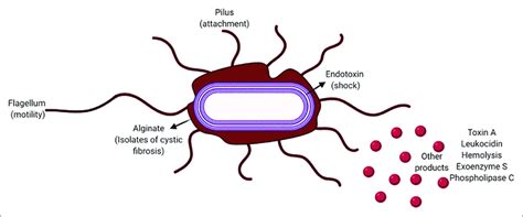 Structure And Pathogenic Machinery Of Pseudomonas Aeruginosa Download Scientific Diagram