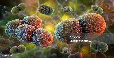 Enterococcus Faecalis Bacteria Infection Enterococcus Faecalis Bacteria