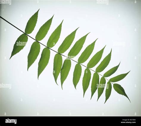 Unipinnate Leaf