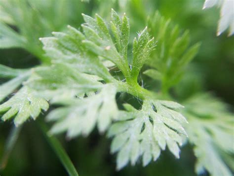 배경 화면 세부 녹색 잎 자연 1920x1440 Drotana 1336917 배경 화면 Wallhere