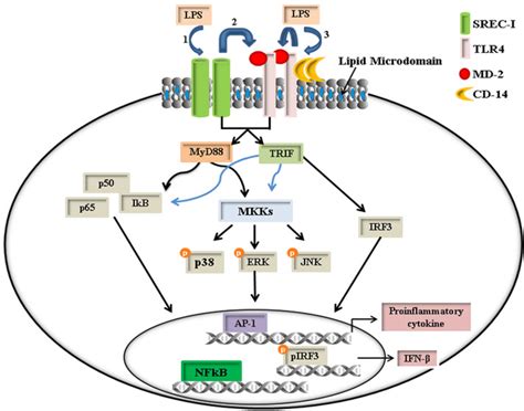 Schematic Diagram Of The Proposed Pathway Of Lps Srec I Tlr4 Mediated