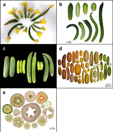 Figure 3 From Morphological And Genetic Diversity Of Cucumber Cucumis