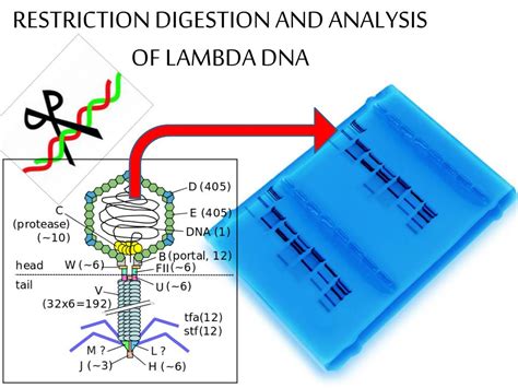 ppt restriction digestion and analysis of lambda dna powerpoint