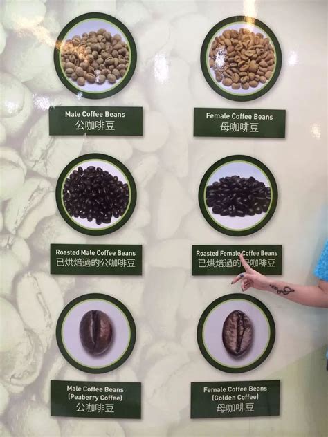 咖啡豆分三大种7小种咖啡豆种咖啡豆三个品种大山谷图库