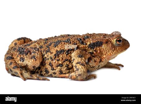 Common True Toad Or Frog With Brown Body And Black Dot Markings On Dry