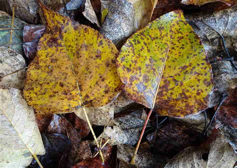 Botany Quiz Trees Comox Valley NatureComox Valley Nature