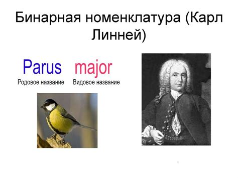 Систематика Online Presentation