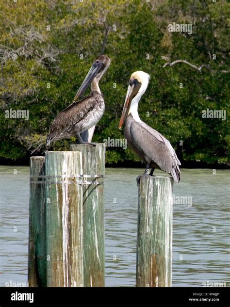 A Brown Pelican Perched In The Everglades National Park Highlights The