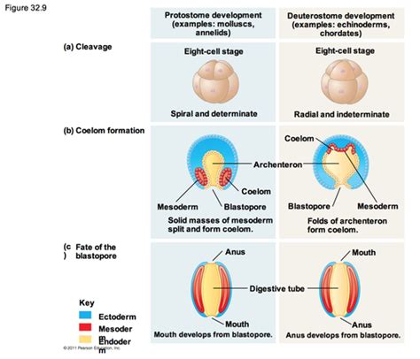 Protostomes Flashcards Quizlet