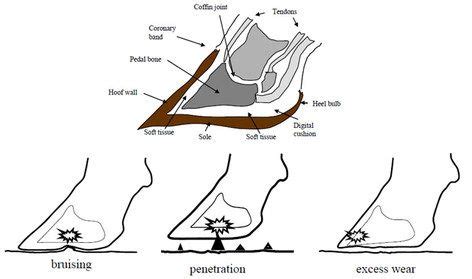 Various Injuries To The Hoof And Anatomy Of A Hoof Pig Hooves Mini