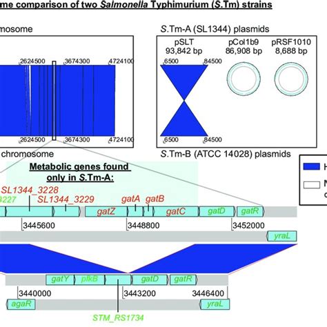 Stm A And Stm B Are Different In Their Metabolic Capacity To Utilize Download Scientific