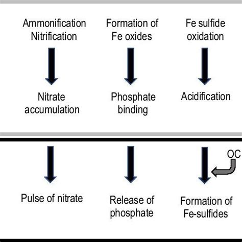 Processes In Submerged Soils Linking Redox Potential Soil Organic Matter Turnover And Plants