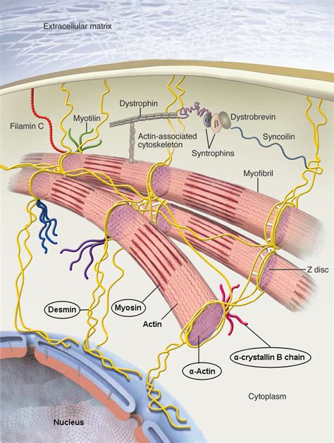 46 Actin Myosin Diagram Garrionreyhan
