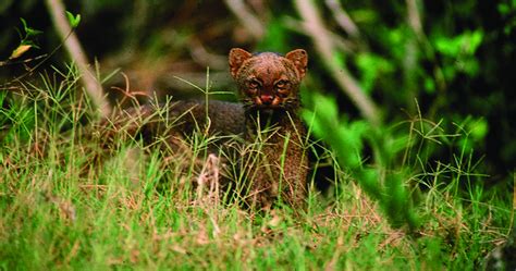 The Implemented Methodology Was Used For The Iucn Rla Of The Jaguarundi