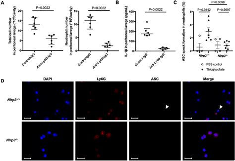 Neutrophils Are Required For Il 1β Release And Show Signs Of