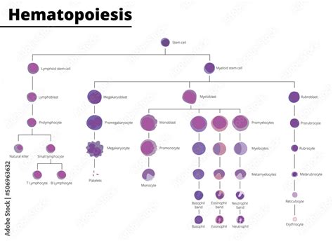 Hematopoiesis Diagram