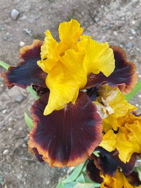 Ancient Echoes Ripple Effect Iris Farm