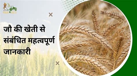 Joo Ki Kheti जौ की खेती से संबंधित महत्वपूर्ण जानकारी