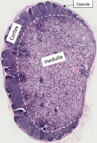 Lymphatic System Flashcards Quizlet