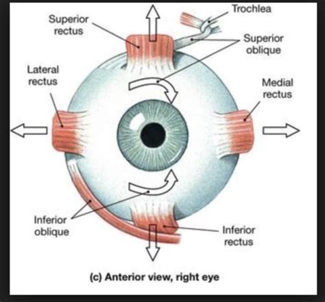 Practice 13 Missed Flashcards Quizlet