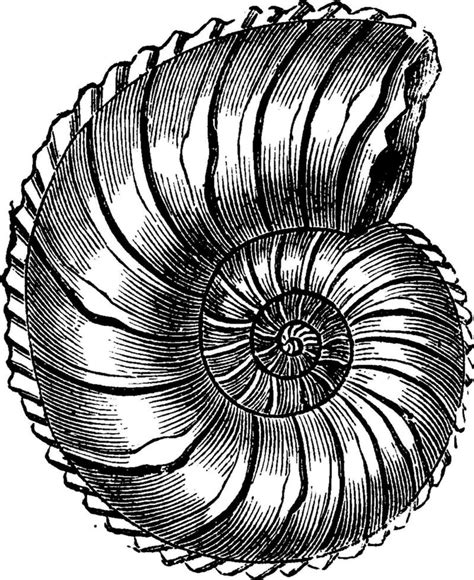 Ammonite Margaritas Vintage Engraving 34498659 Vector Art At Vecteezy