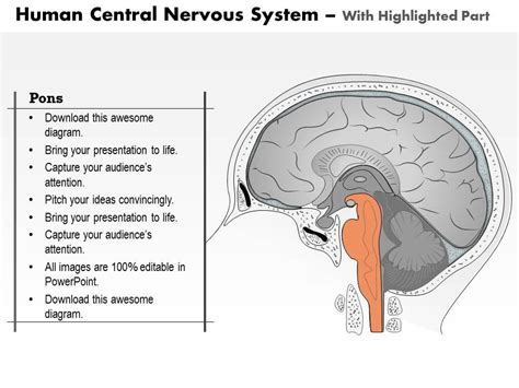 Human Central Nervous System Medical Images For PowerPoint PowerPoint Templates