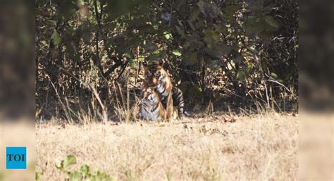 Maya Maya Fakes Sex Again With Another Male As Partner Protects Offspring Times Of India