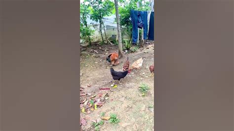 Rooster Mating Chicken Mating Ayam Kawin Youtube