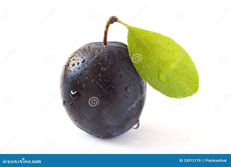 Pruim Stock Afbeelding Image Of Geïsoleerd Vegetariër 33012179