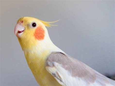 Yellow And Grey Cockatiel