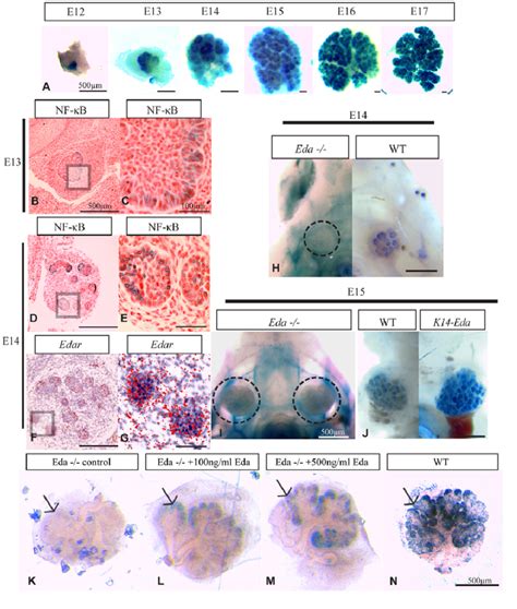 Nf Kb Activity Is Dependent On Eda Signaling Nf Kb Reporter Activity