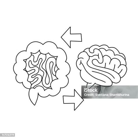 장 뇌 축 선형 개념 화살표 라인 그림이 있는 뇌와 위 뇌 장 연결 심리 생물 의학 과학적 발견 흰색 그림에 벡터 검정