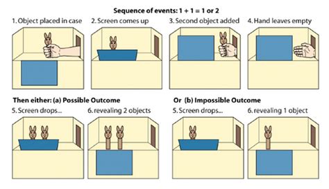 The Development Of Arithmetic Skills Flashcards Quizlet