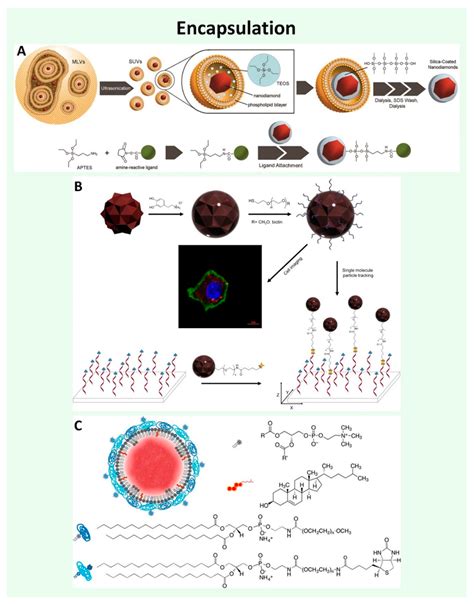 Encapsulation Approaches For Nd Functionalization A Silica