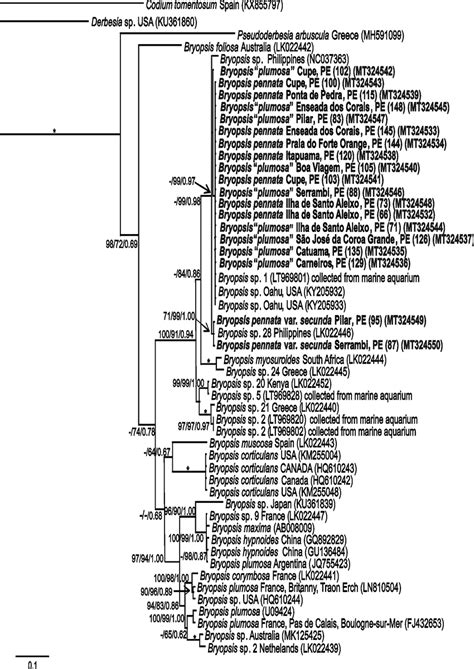 Consensus Tree Derived From Bayesian Inference Of Tufa Sequences For
